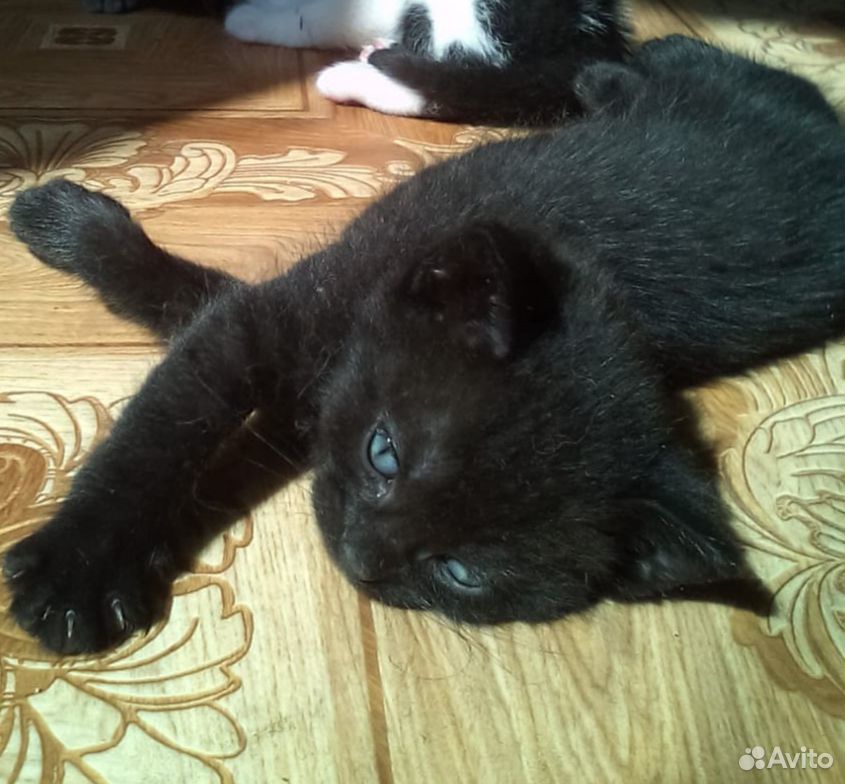 Кошка