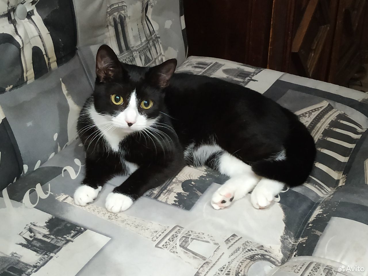 Котенку кошке нужен ищет дом