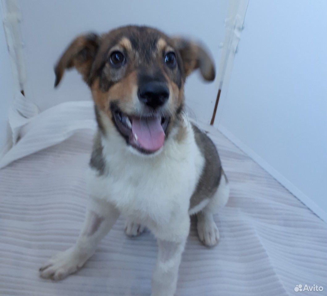 Коржик ищет дом