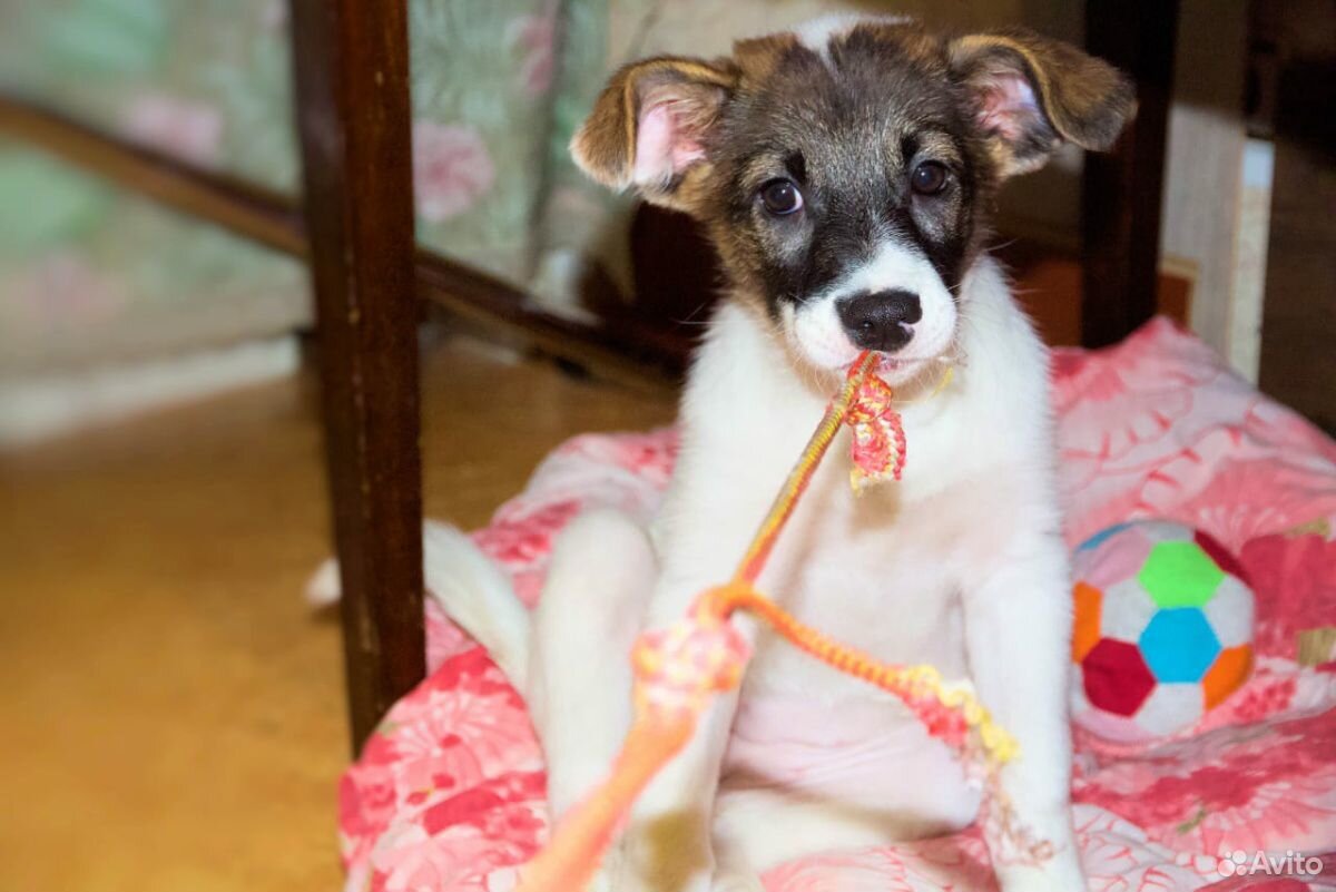 Симпатичная девочка в дар