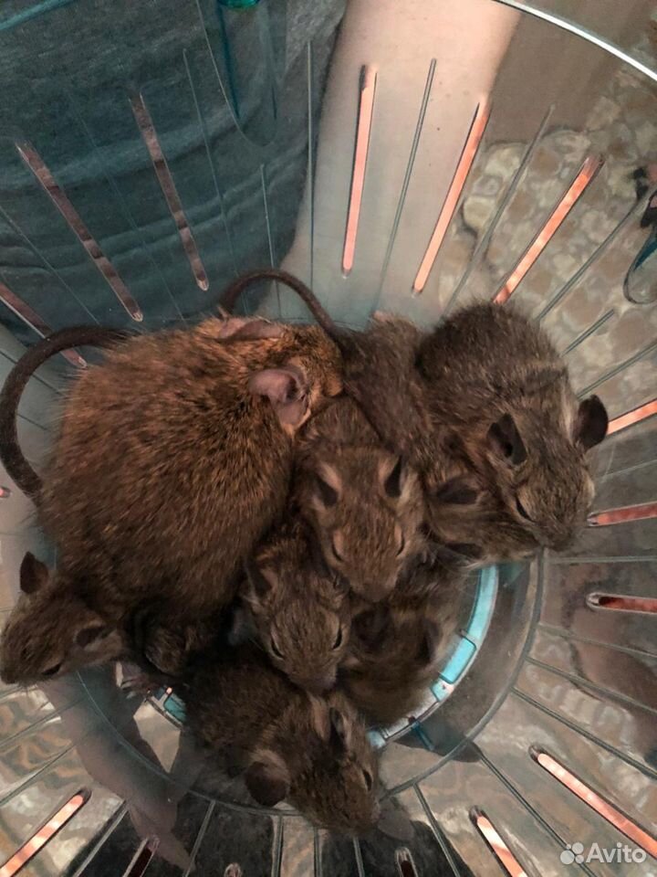 Продам белок Дегу