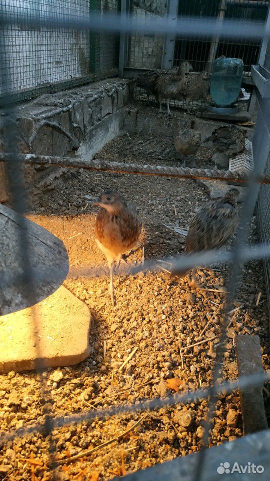 Молодняк фазанов