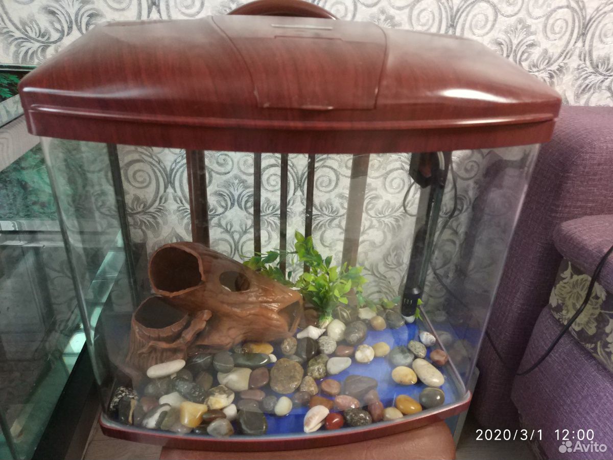 Аквариум. Barbus AB-48F