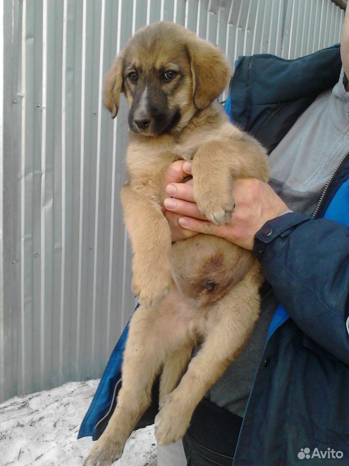 Четыре гномика и мама белоснежка