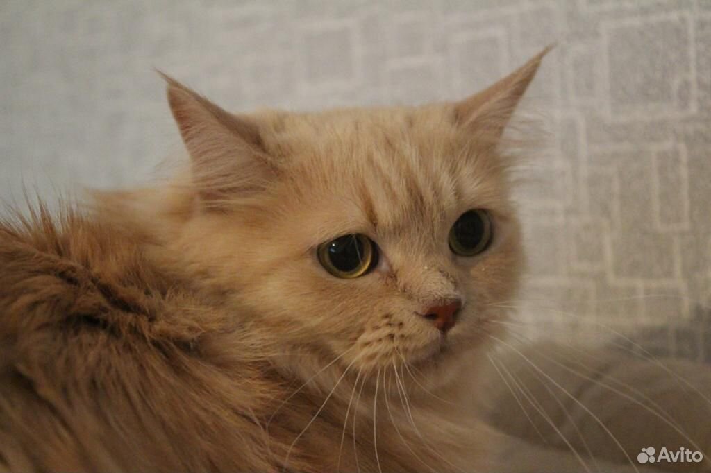 Кошка