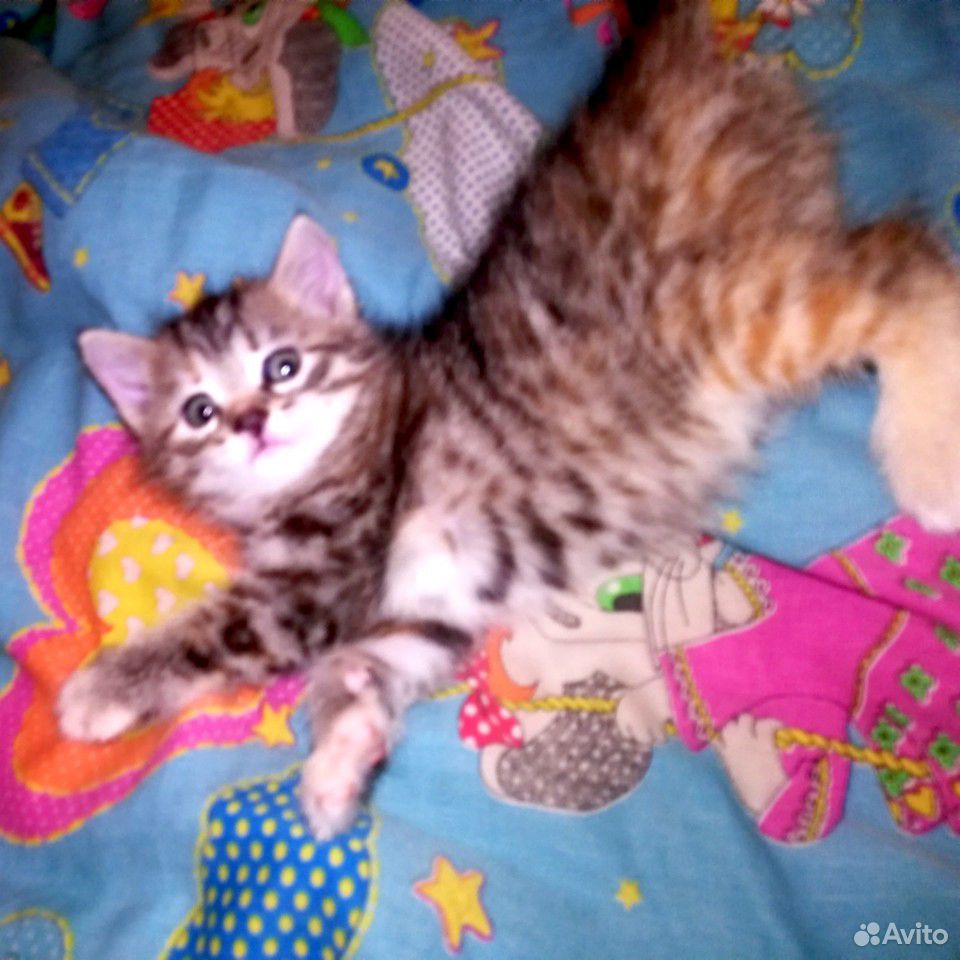 Породистый котенок Оцикот