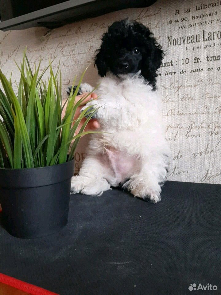 Мальчик, документы РКФ