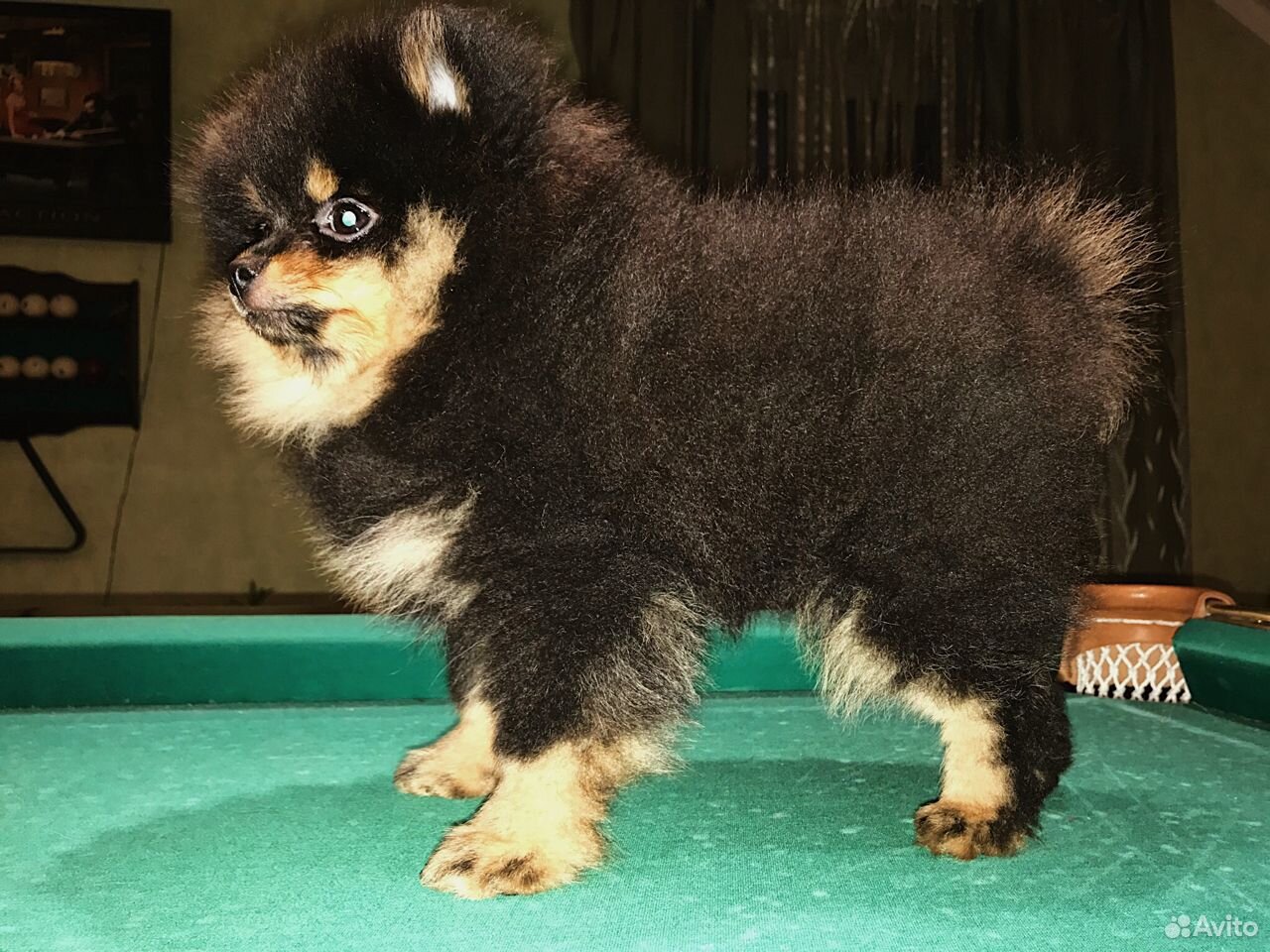 Щенок немецкого шпица