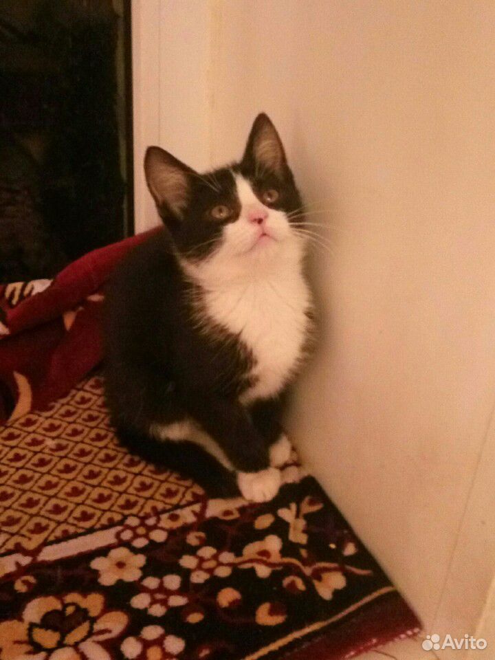 Маркиз