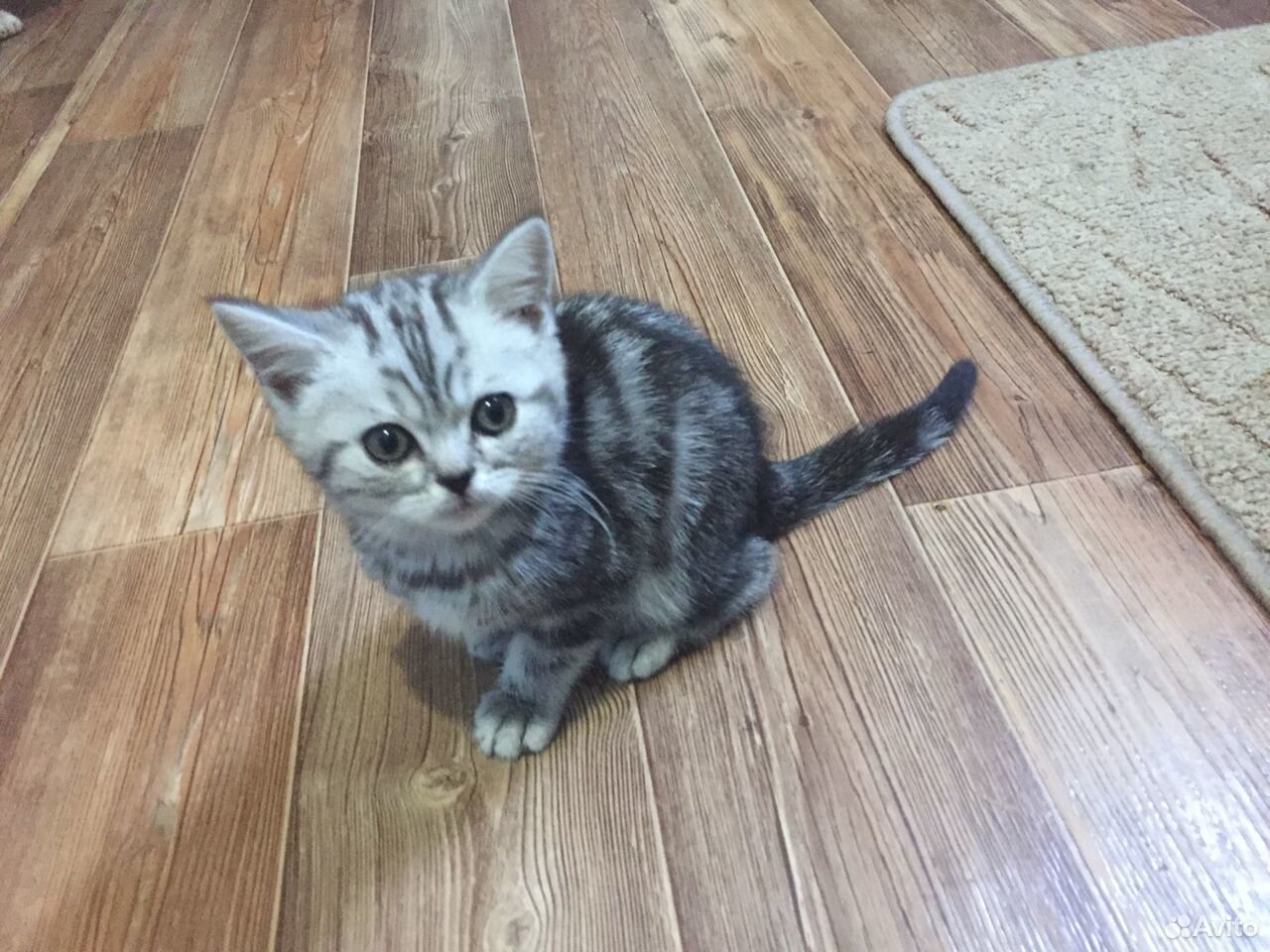 Кошка