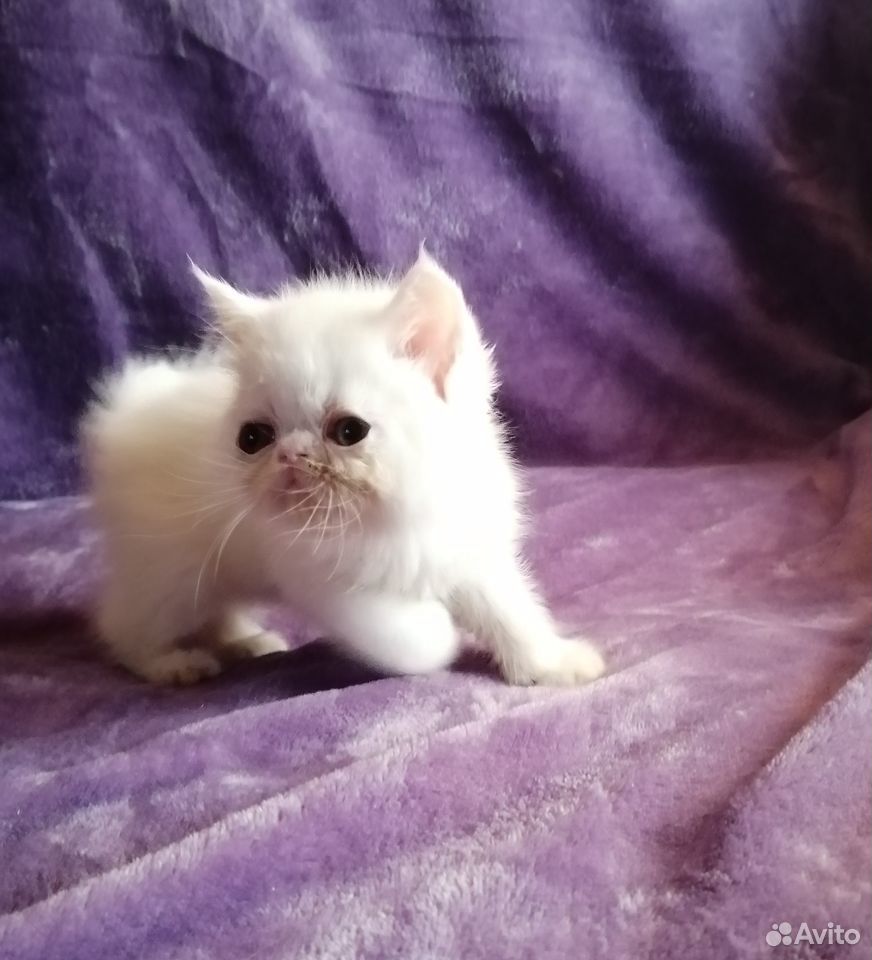 Экзотическая малышка