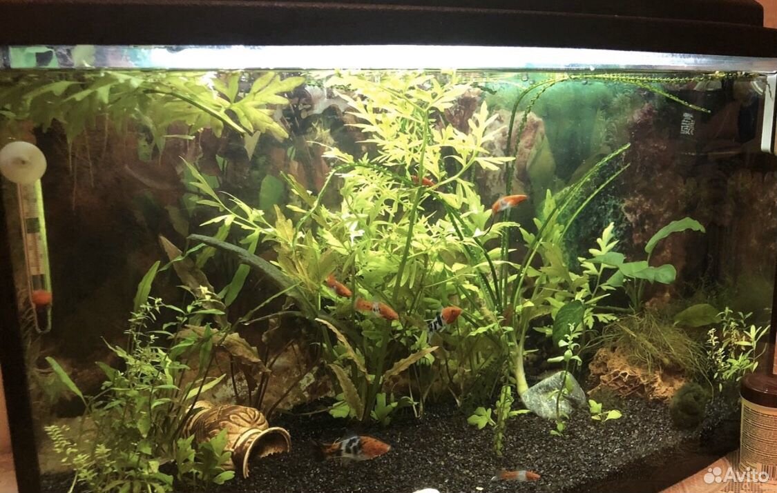 Растения и рыба в дар