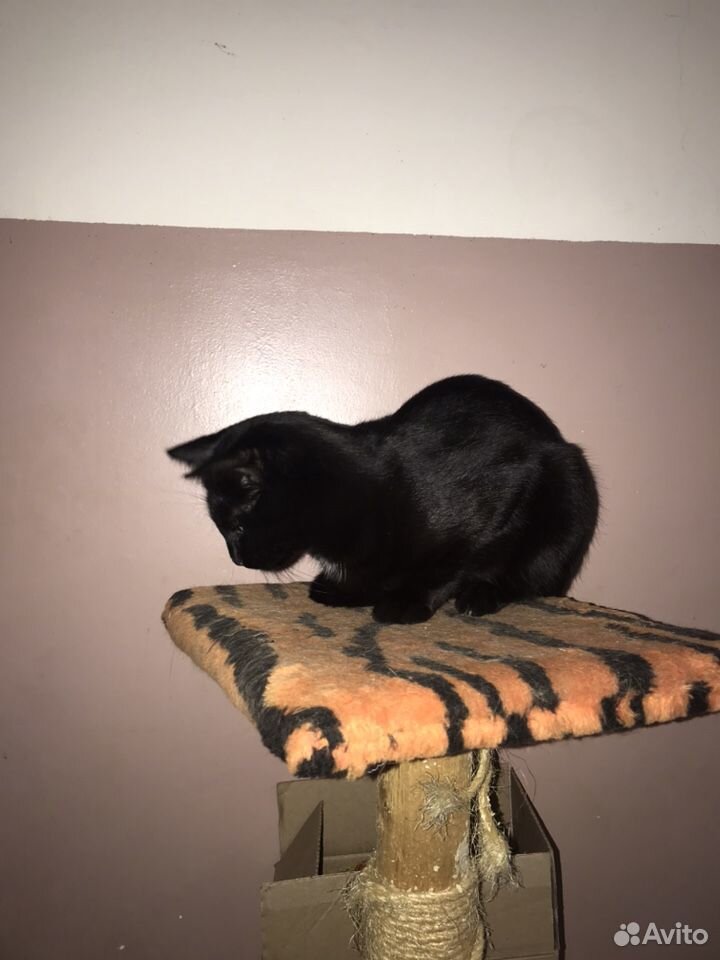 Отдам кошечку