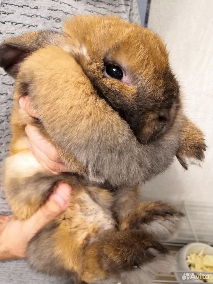 Минилоп, маленькая крольчиха с приданным