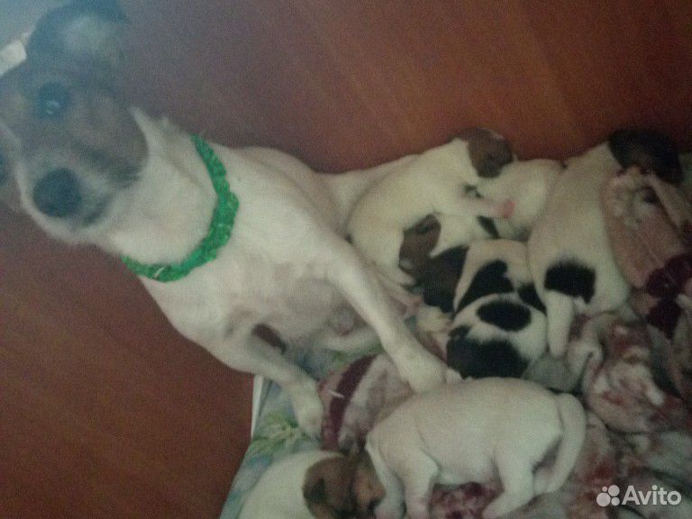 Джек Рассел терьер