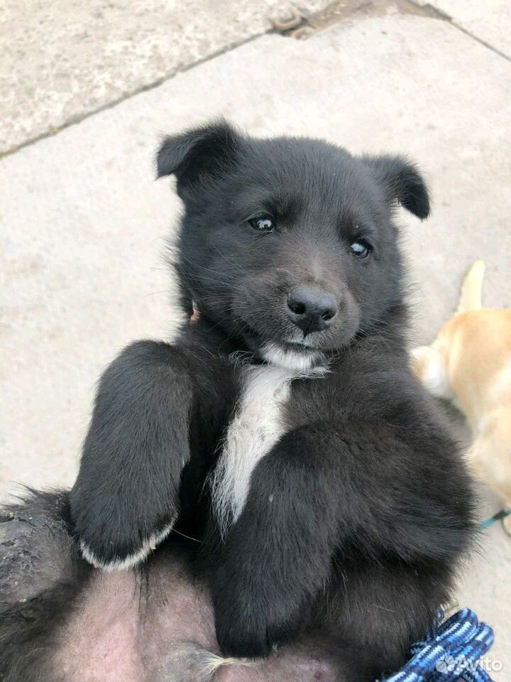 Старгородский дворянин