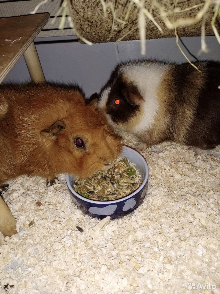 Морская свинка