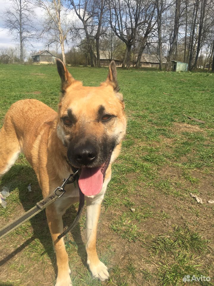 Обаятельный рыжий пёс Рассел