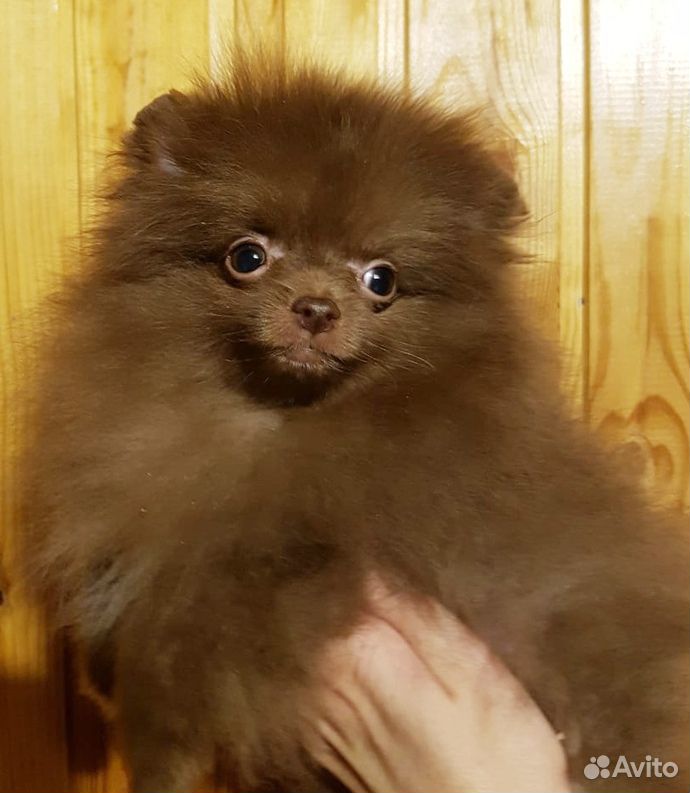 Шоколадные мальчуганы и лилово мраморная девочка