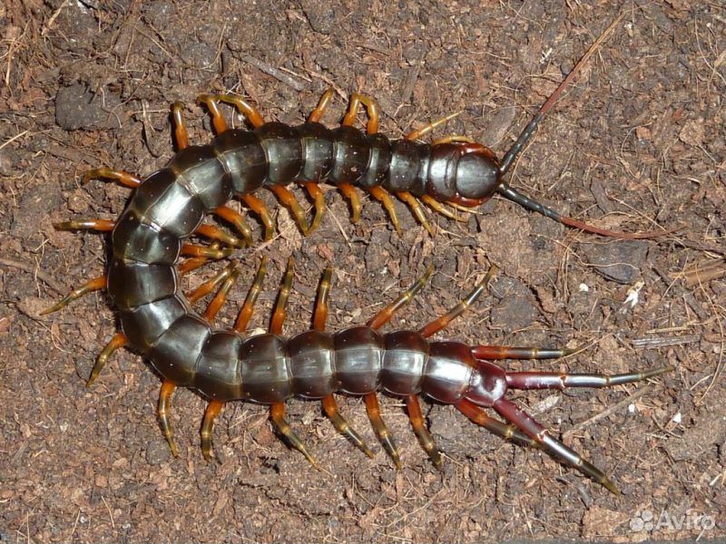 Сколопендра