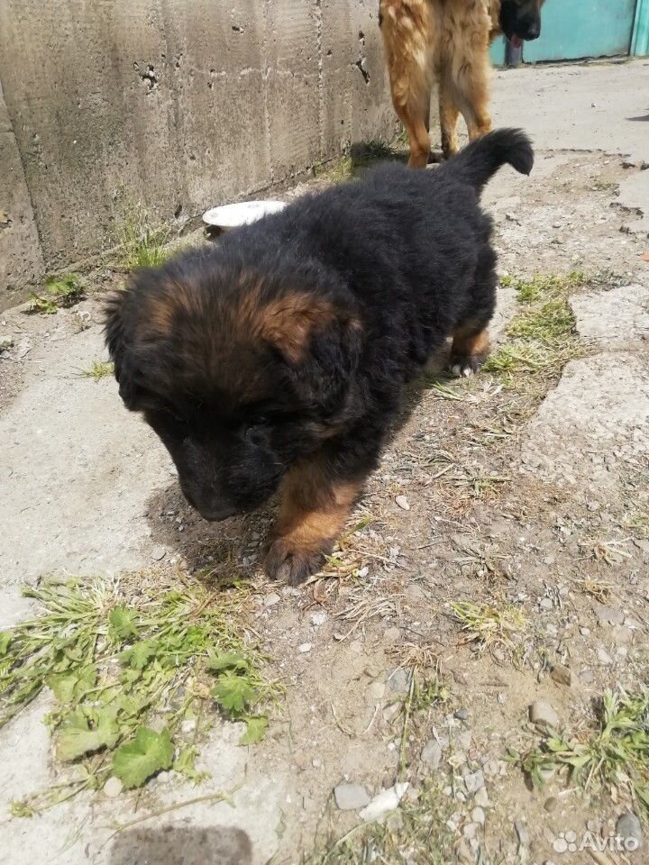 Немецкий щенок