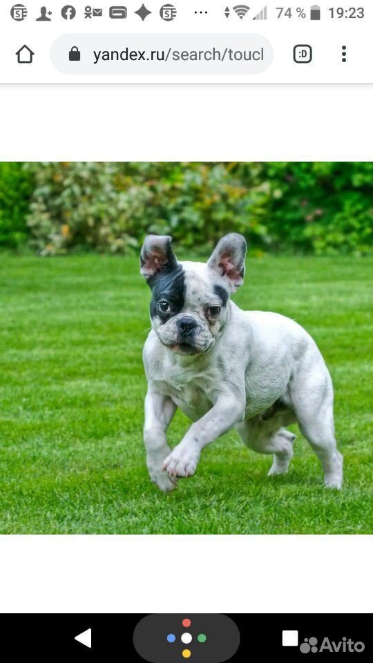 Французский бульдог