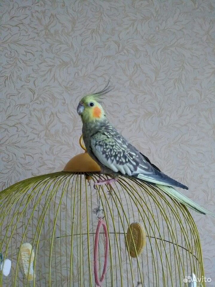 Отдам кореллу в добрые, заботливые руки