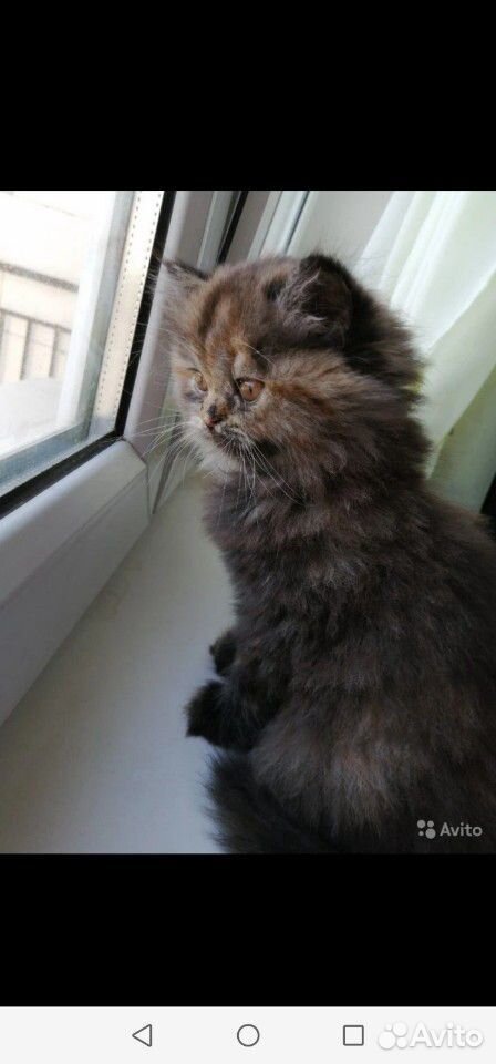 Котята экзотов