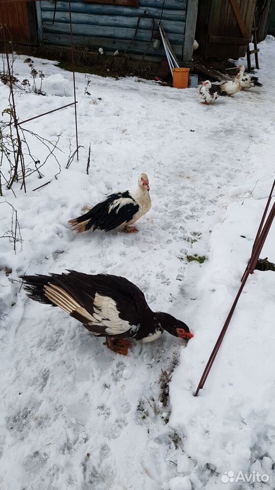 Индоутки семья