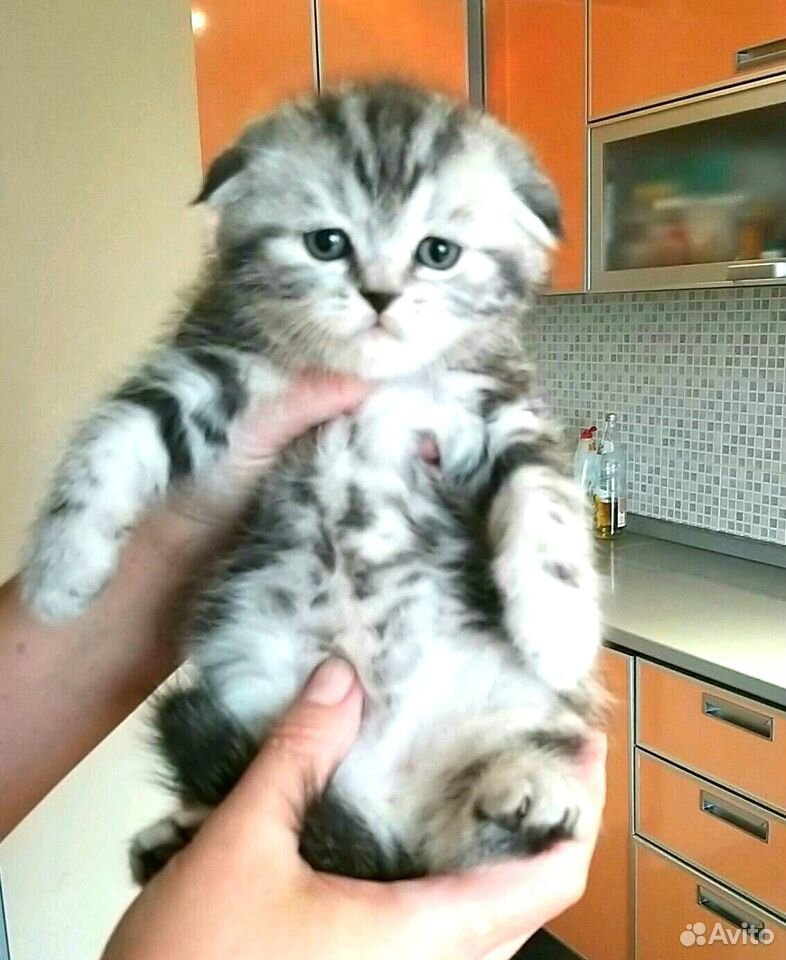 Прекрасные Котята- Плюшевые Очаровашки для Вас