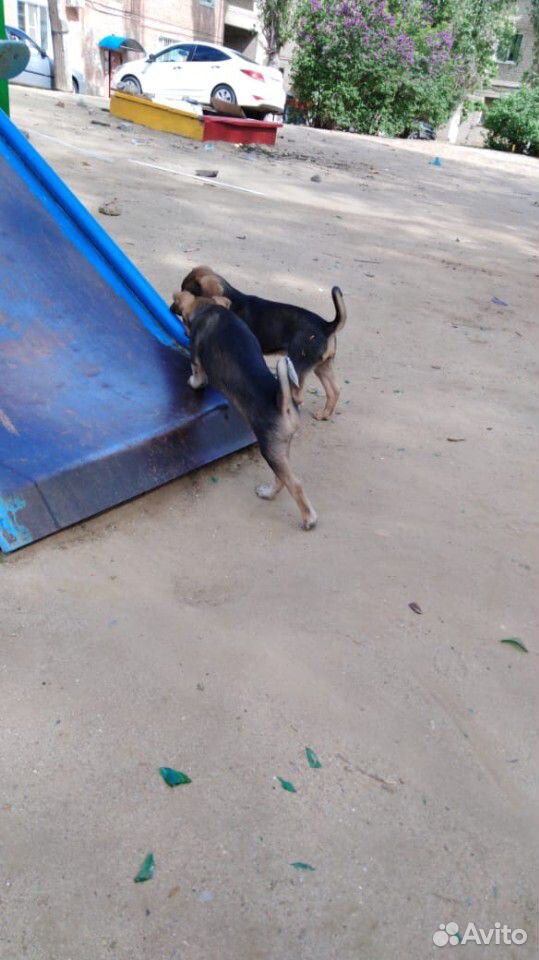 Щенок собаки маленького роста в добрые руки