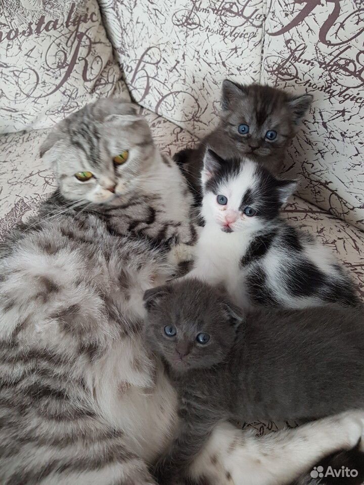 Котята шотландской вислоухой в добрые руки