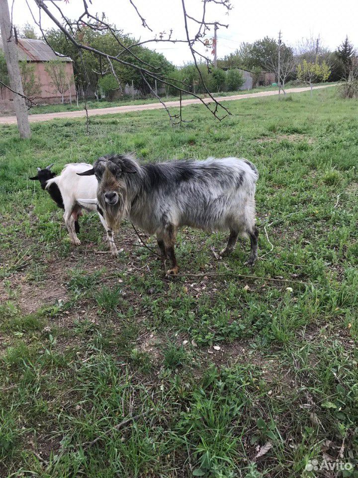 Огромный Козел для случки