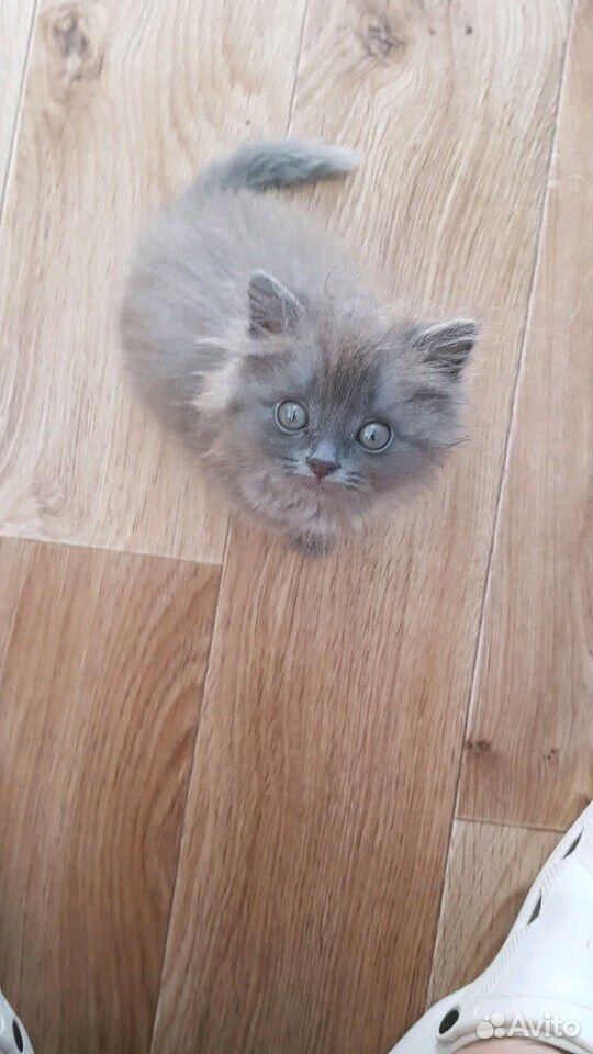 Британская кошечка 2 месяца
