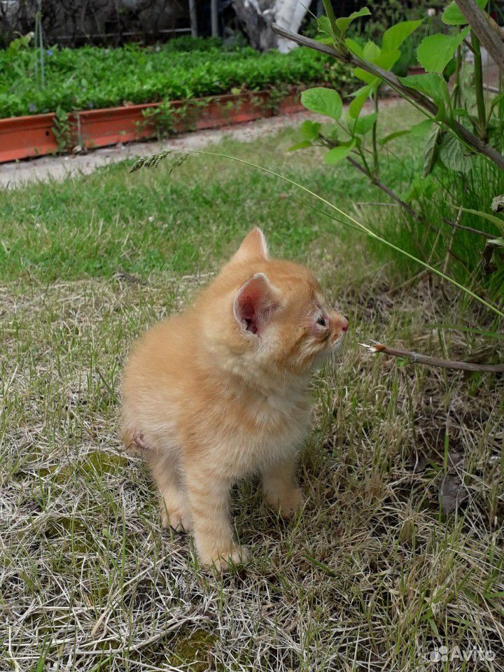 Котята ищут дом