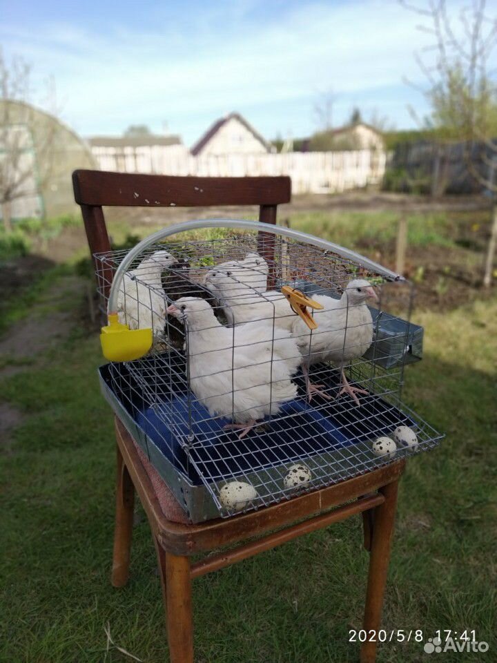 Клетка для перепелов и перепела