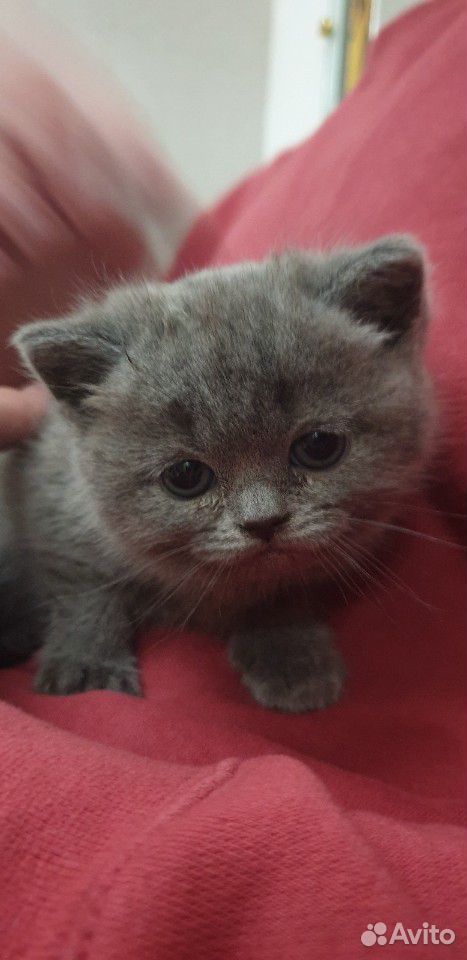 Шотландская кошка Симба