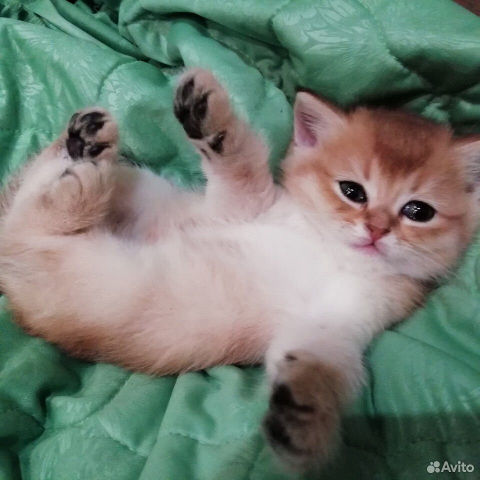 Золотой клубный красавчик