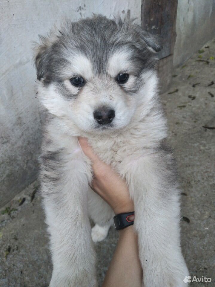 Щенок Хаски (помесь)