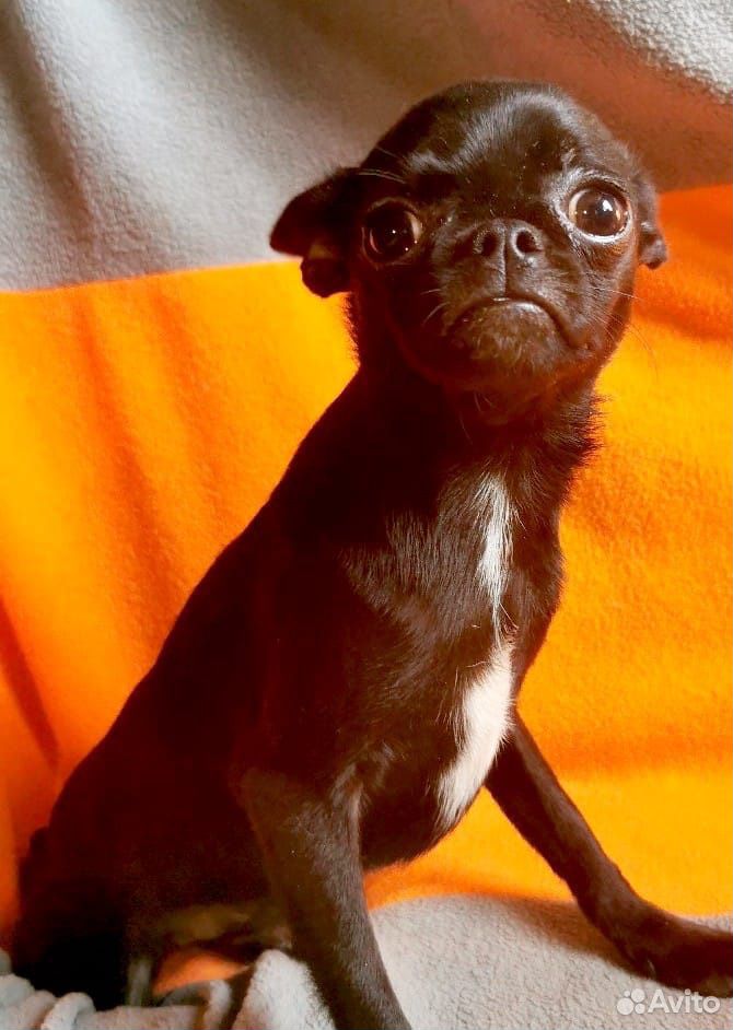 Пти брабансон дизайнерская порода