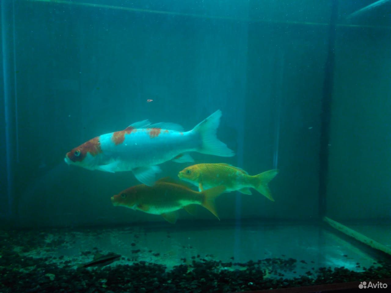 Продам рыб (койи и пангасиус)