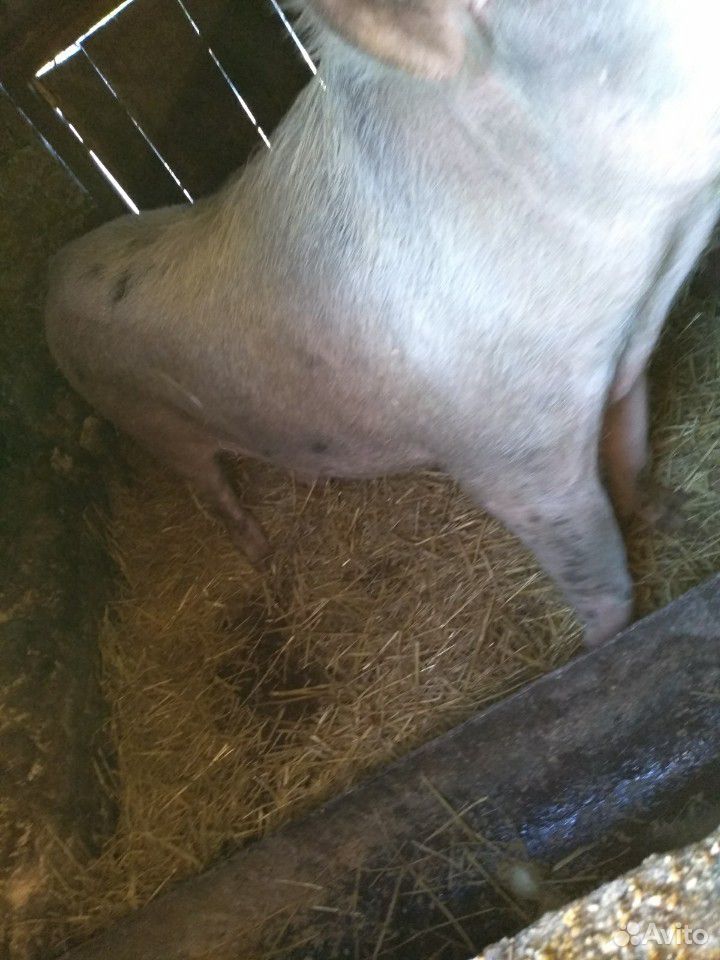 Свиноматка