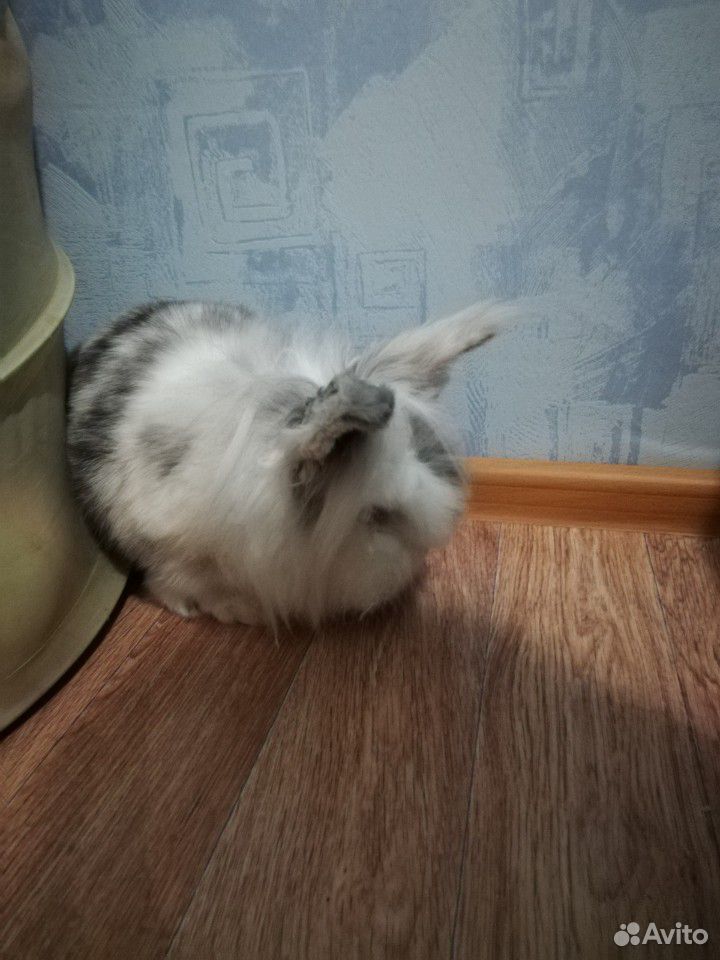 Кролик