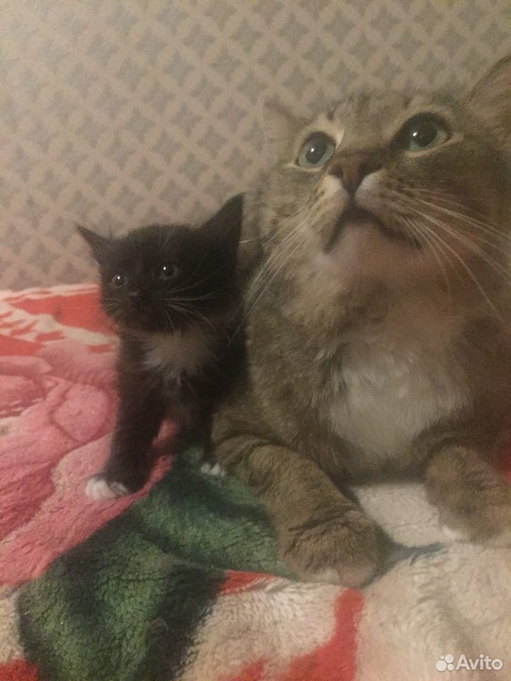 Котята
