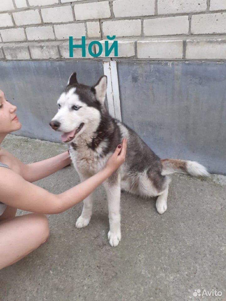 Сибирский хаски