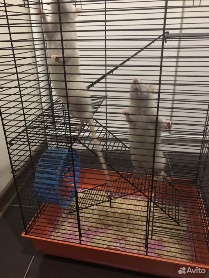 Крыса крысы