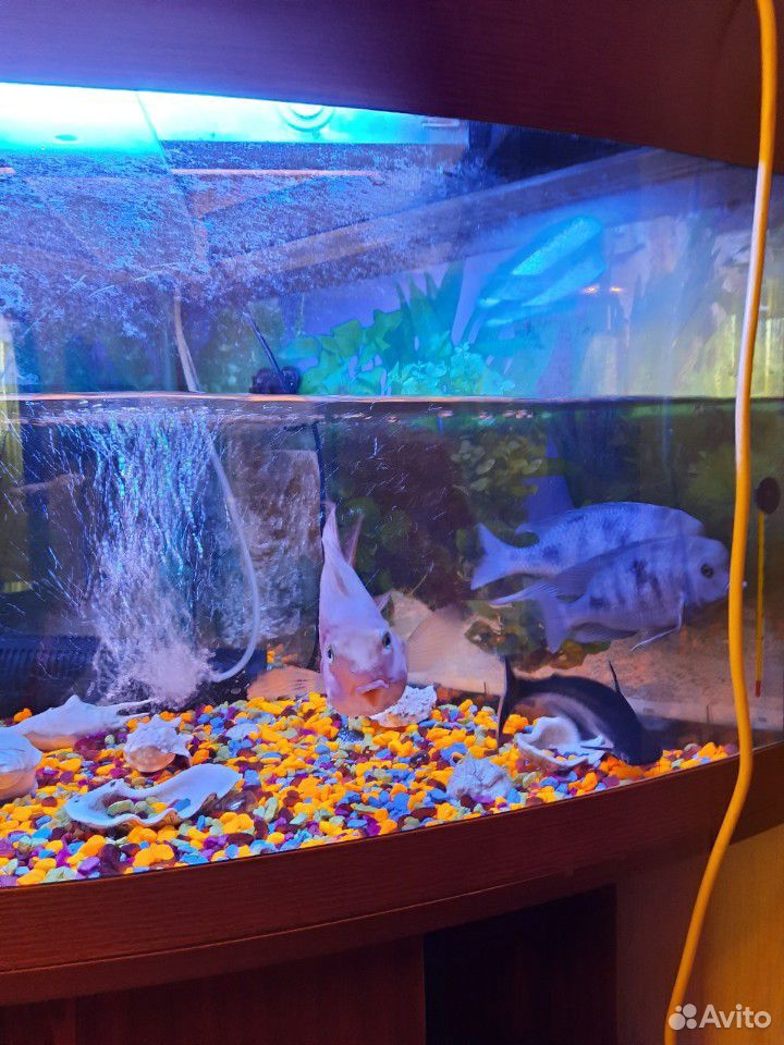 Рыбки голубой дельфин и акулий сомик