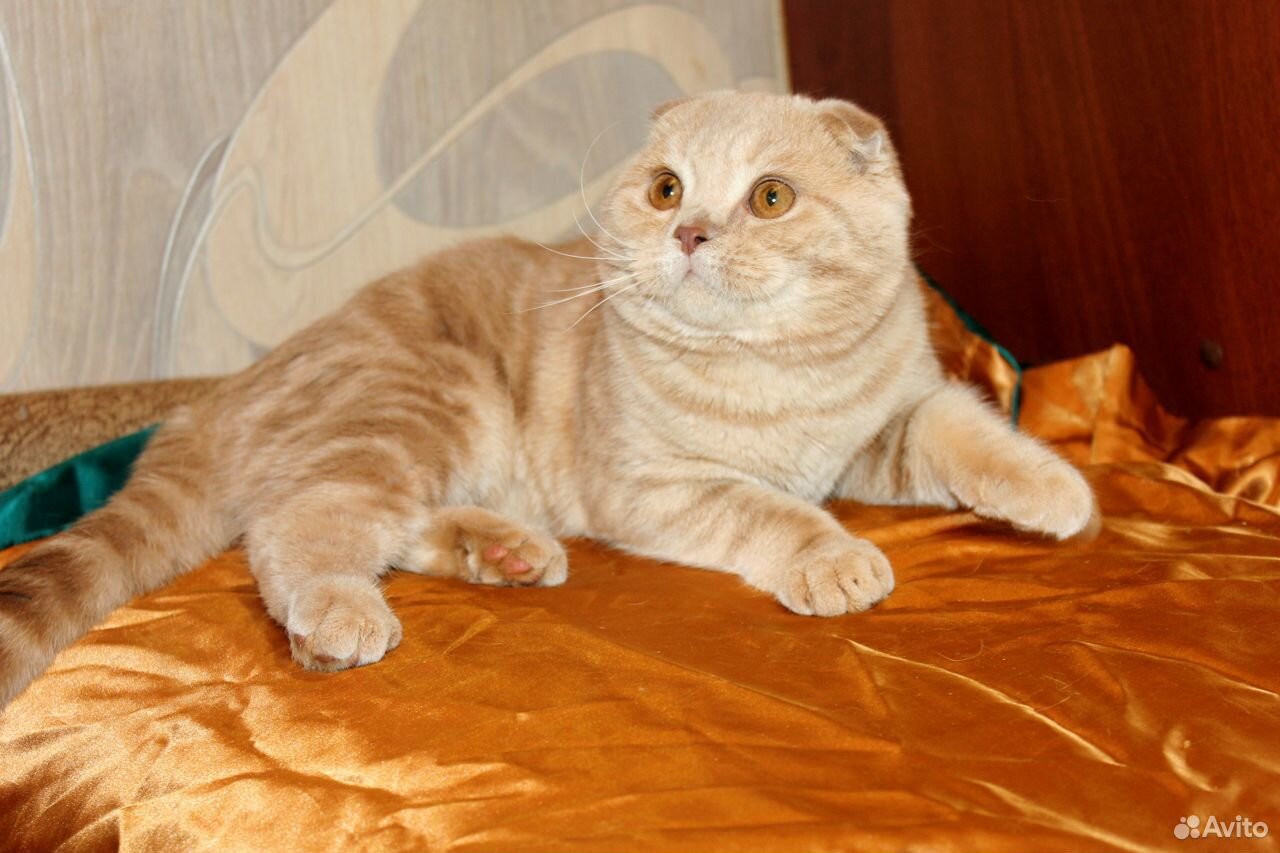 Подрощенный кот 7мес