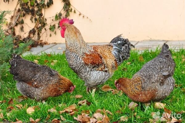 Цыплята породы Белифельдер