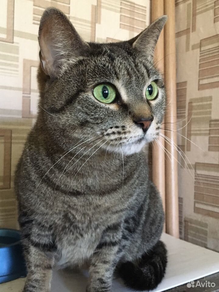 Необычная красотка Лаура с изумрудными глазами в д